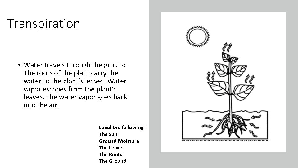 Unit 6 Cycles Section 3 Water and Carbon