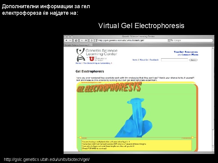 Virtual Gel Electrophoresis http gslc genetics utah eduunitsbiotechgel