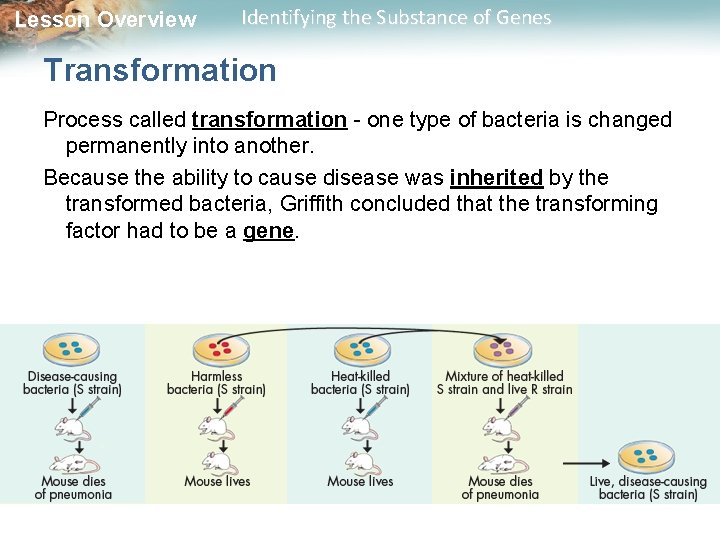 Lesson Overview 12 1 Identifying the Substance of