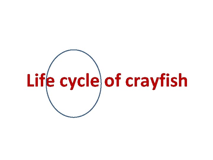 LIFE CYCLE OF CRAY FISH Blue Crayfish Rusty