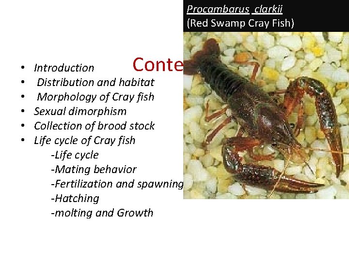 LIFE CYCLE OF CRAY FISH Blue Crayfish Rusty