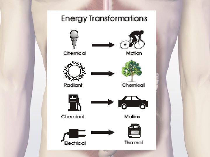 Transformation of Energy Through Digestion Lab Energy Transformations