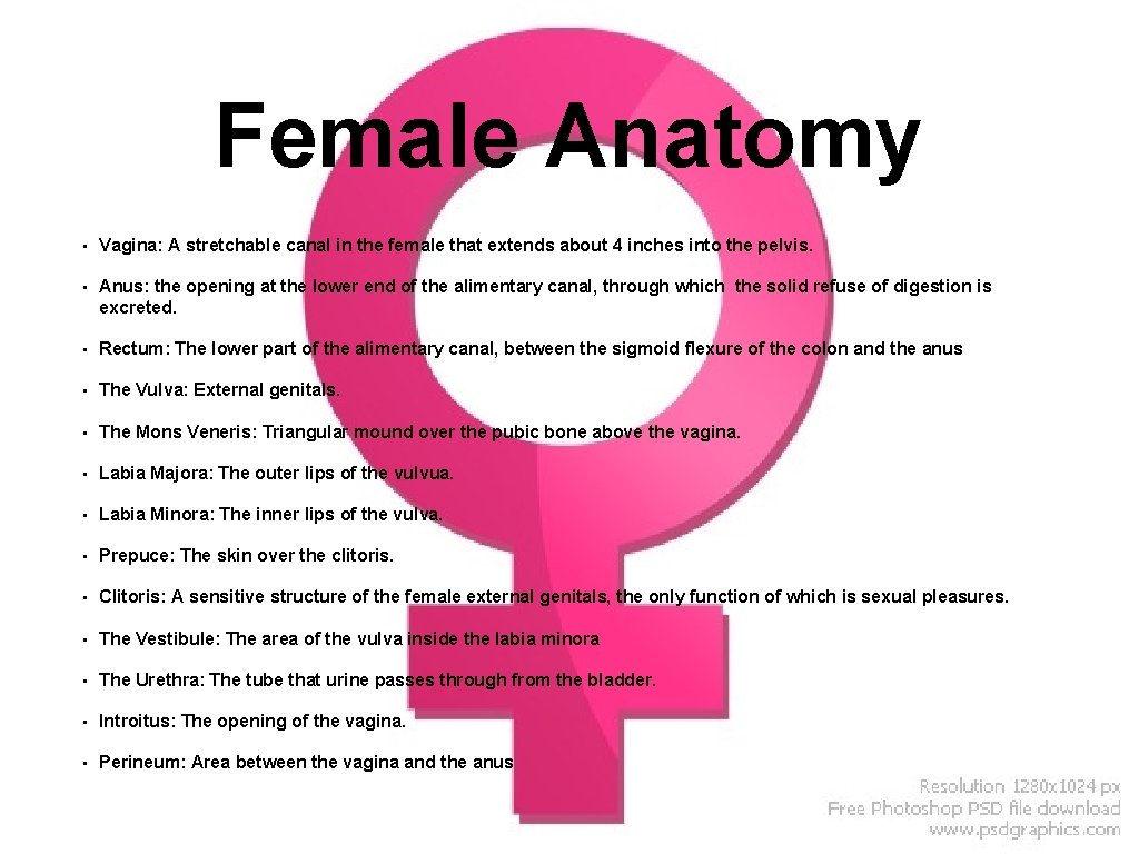 Sexual Education By Bryanna Allred Female Anatomy Vagina