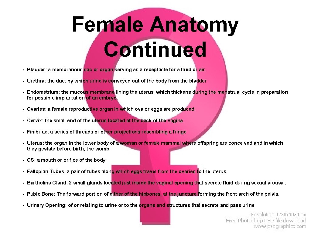 Sexual Education By Bryanna Allred Female Anatomy Vagina