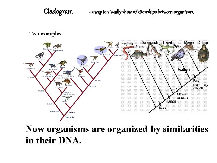 Objective 2 Biology Cell and Cell Structures Cells