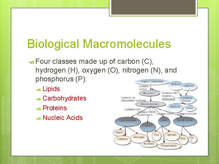 Biomolecules and the Chemistry of Life Ruth Colyer
