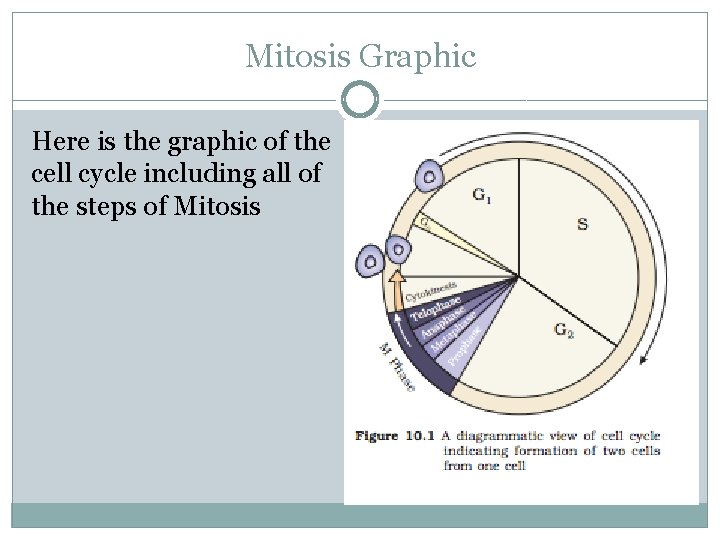 APBio WWW ONESTUDENTTOANOTHER WORDPRESS COM Cell Cycle Introduction