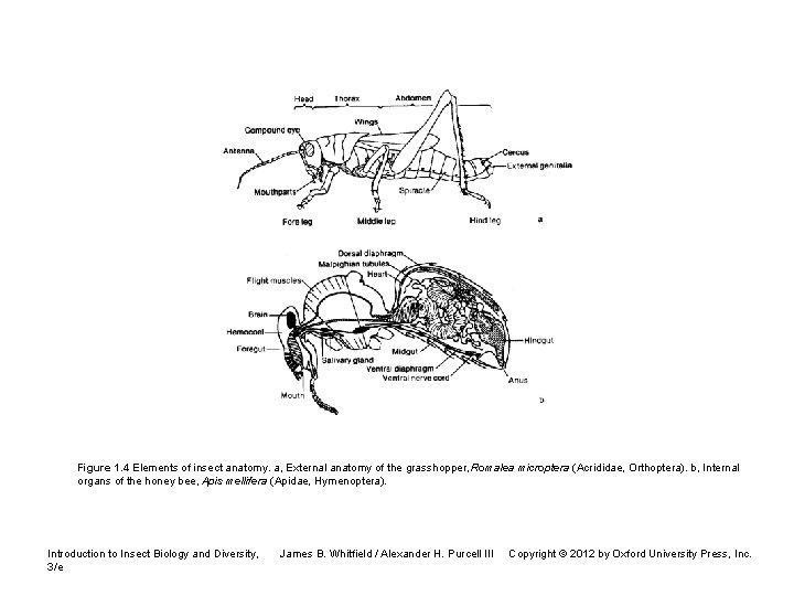 CHAPTER 1 Introduction to Insect Biology and Diversity