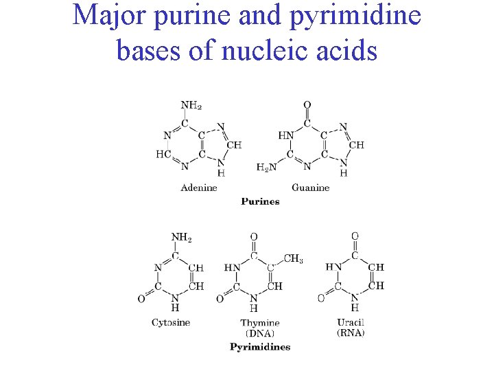 Structure of nucleotides Major purine and pyrimidine bases