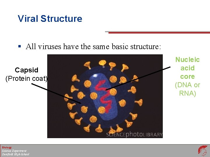 What makes us sick Bacteria Virus Fungi Parasites