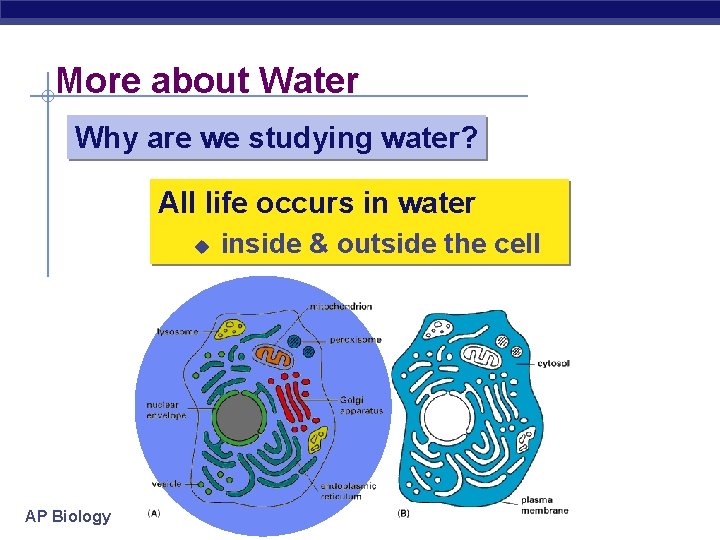 Chemistry of Life Properties of Water AP Biology
