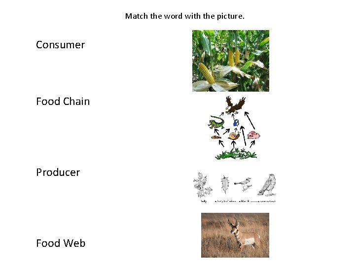 Predator Consumer Food Chain Prey Food Web Producer