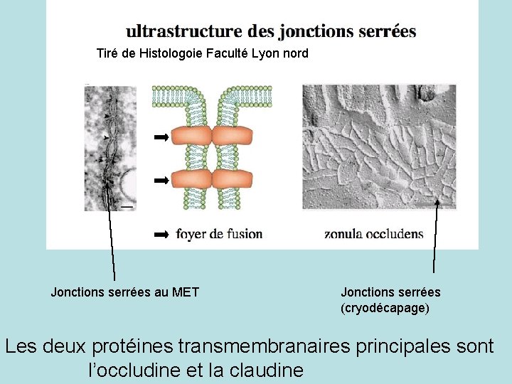 Exemple De Rsultat Obtenu Avec La Technique Du exemple-de-rsultat-obtenu-avec-la-technique-du