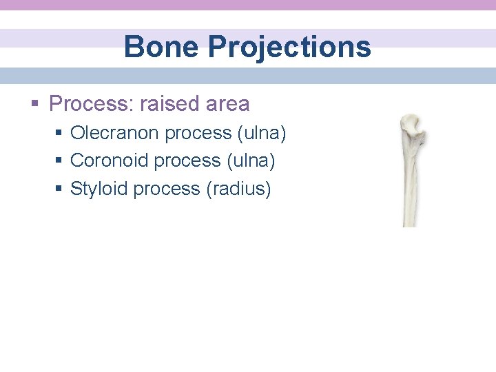Bone Markings Bone Projections Process Raised Area Olecranon