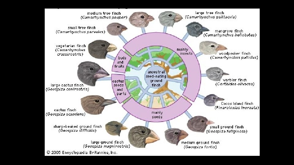 Natural Selection and Adaptations Charles Darwin Born February