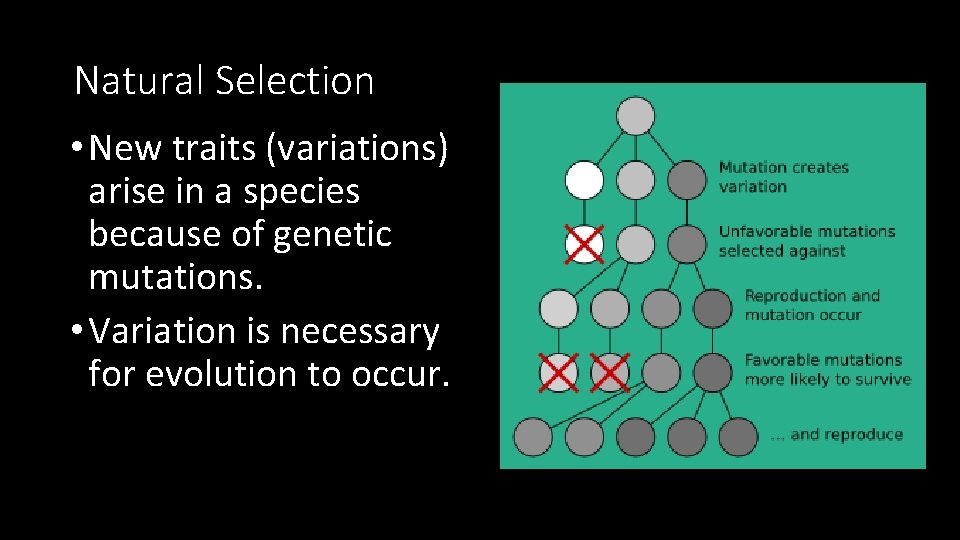 Natural Selection and Adaptations Charles Darwin Born February