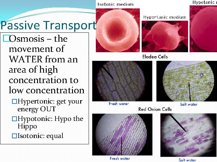 Homeostasis and Transport across membranes Ch 5 p