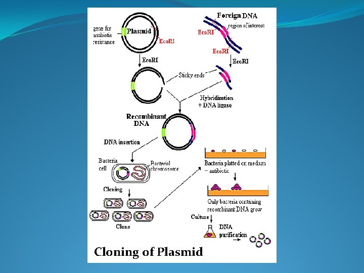 Experiment 4 Molecular cloning DNA cloning of Recombinant