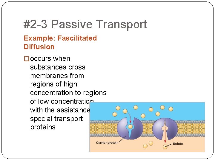 Biology Notes Topic Cell Processes Achieving Homeostasis AL