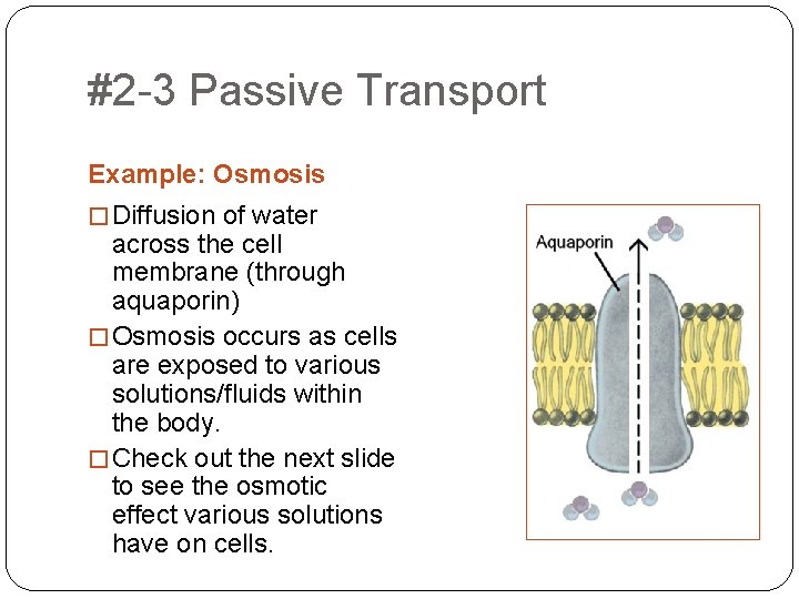 Biology Notes Topic Cell Processes Achieving Homeostasis AL