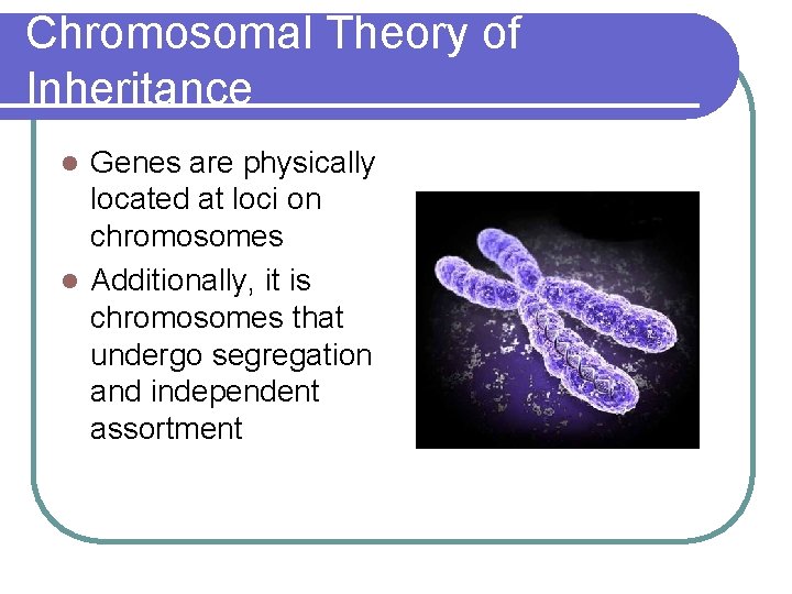 The Chromosomal Basis of Inheritance Chromosomal Theory of