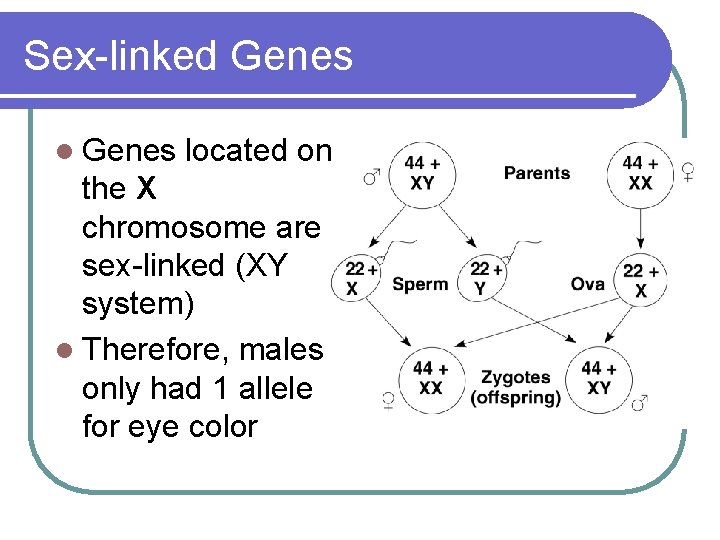 The Chromosomal Basis of Inheritance Chromosomal Theory of