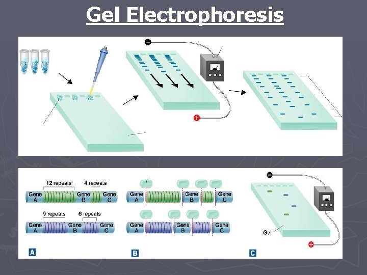 DNA Technology Human Genome Project established to determine