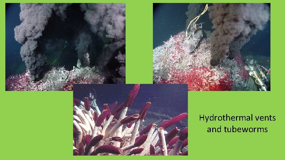 Introduction to Ecosystems and Hierarchy Lecture by Stephanie