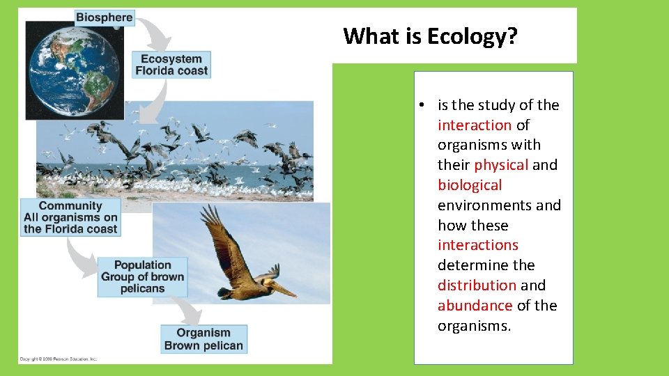 Introduction to Ecosystems and Hierarchy Lecture by Stephanie