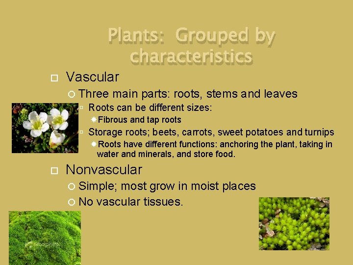 PLANTS STRUCTURE AND FUNCTION REPRODUCTION Plants Grouped by