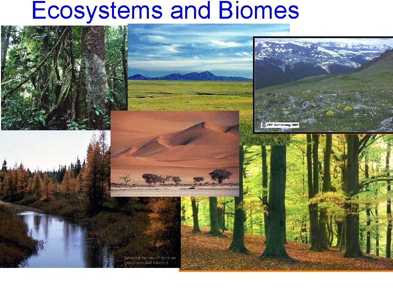 Ecology Notes For Biology Students Populations A group