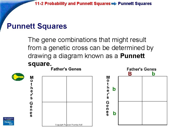 11 2 Probability and Punnett Squares Slide 1