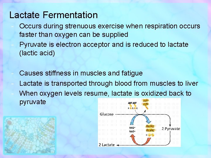 Unit 2 Metabolic Processes Anaerobic Respiration SBI 4
