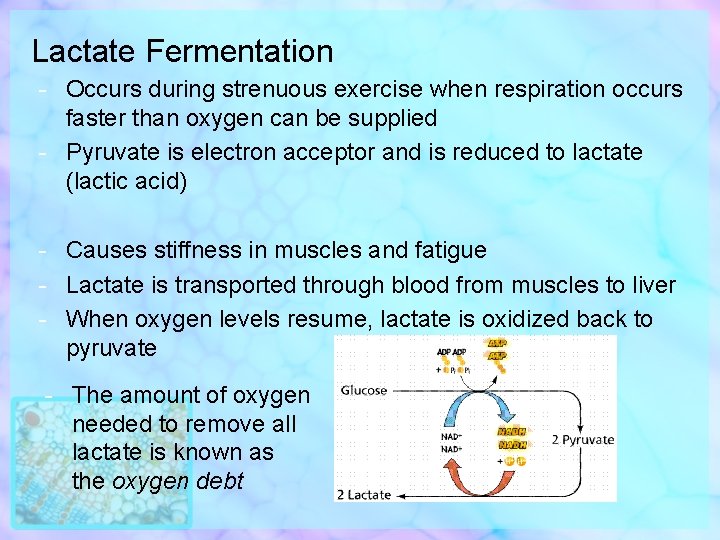 Unit 2 Metabolic Processes Anaerobic Respiration SBI 4