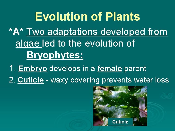 Kingdom Plantae Introduction Plants A multicellular eukaryotes B