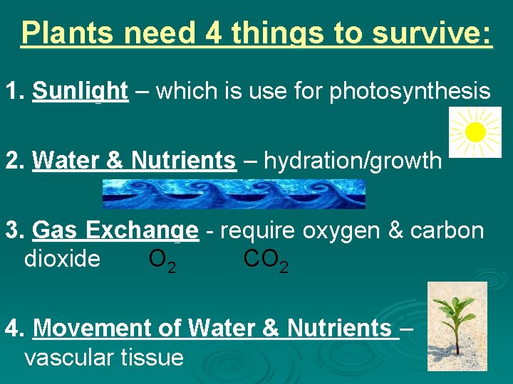 Kingdom Plantae Introduction Plants A multicellular eukaryotes B