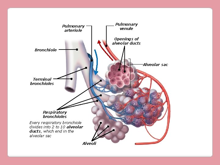 Lab 5 The Respiratory System 1 Functions of
