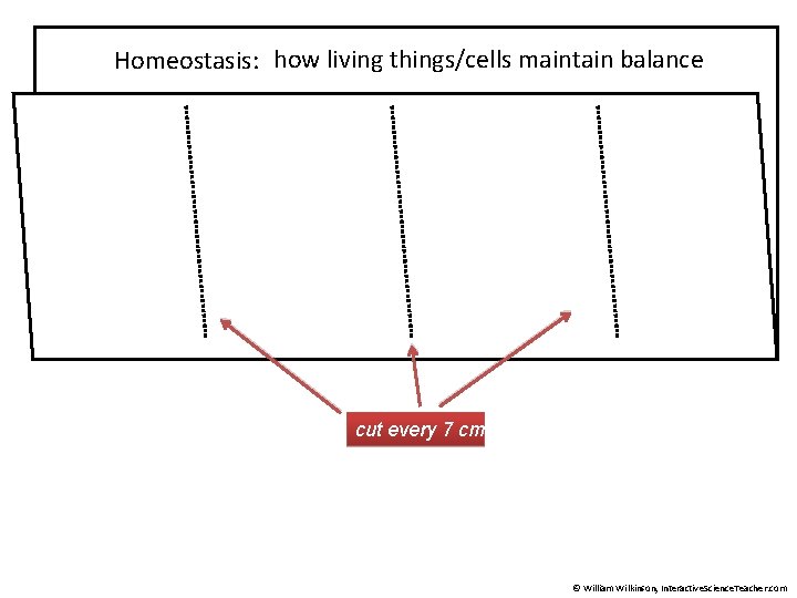 Homeostasis How living things maintain balance William Wilkinson