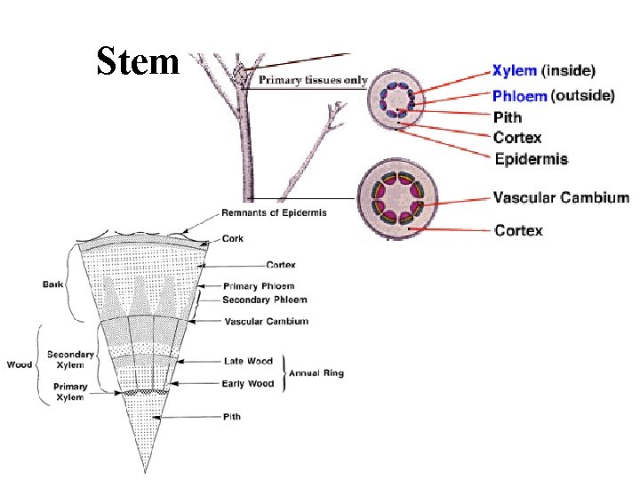 Structure and Function of Plants Review and Foldable