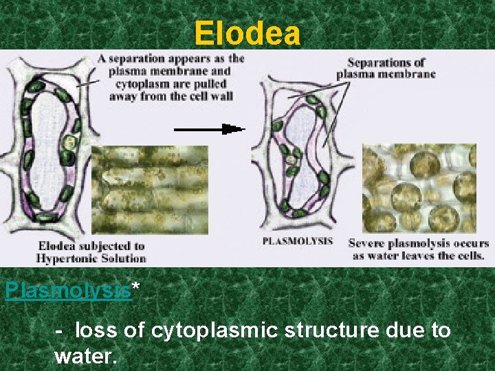 Movement of Molecules through a Cell Membrane What