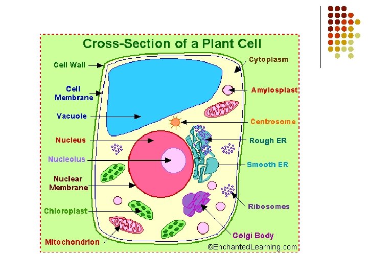 All About Cells Cell Basics l l l