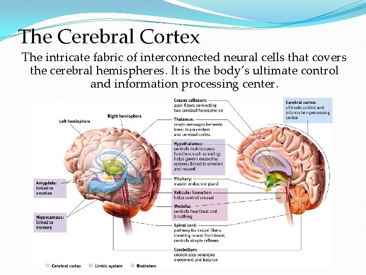 The Brain Made up of neurons and glial