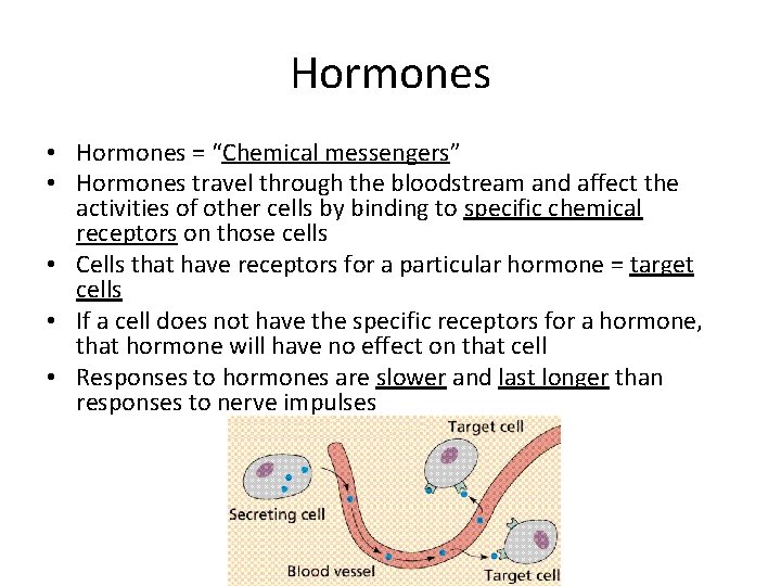 The Endocrine System Endocrine System Remember Your nervous