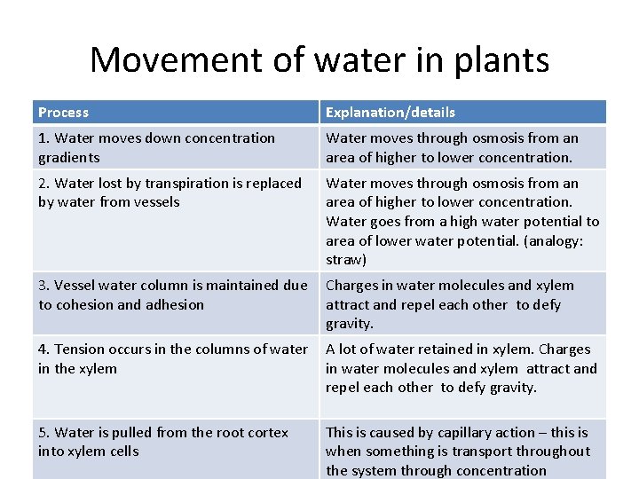 Plants water and mineral movement Vessel Member Description