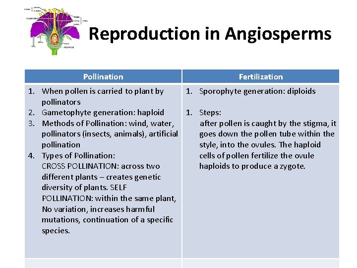 Plants water and mineral movement Vessel Member Description