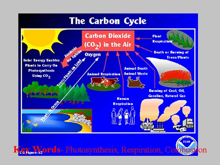 Carbon Cycle MT 8 Carbon cycle Atmosphere Burning