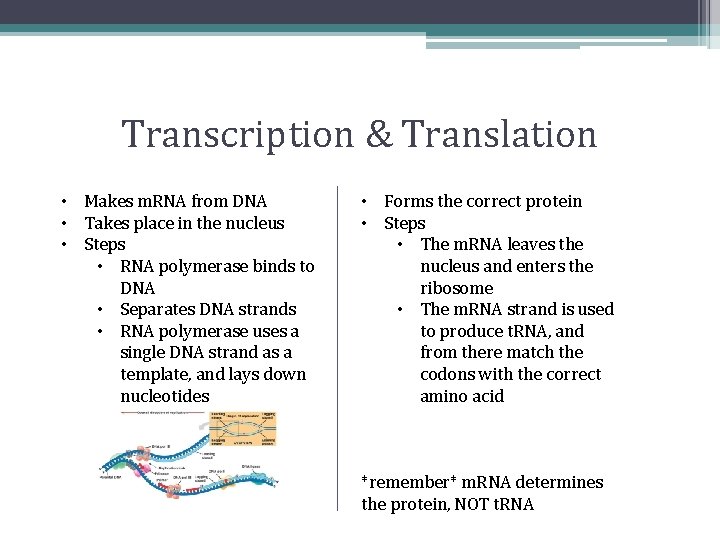 Genetics Field of Biology based on understanding how