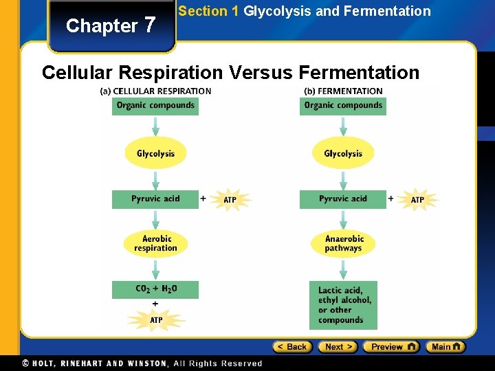 Chapter 7 Cellular Respiration Table of Contents Section