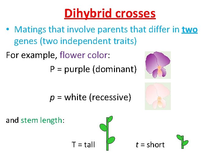 DIHYBRID CROSS Studying the inheritance of two characters