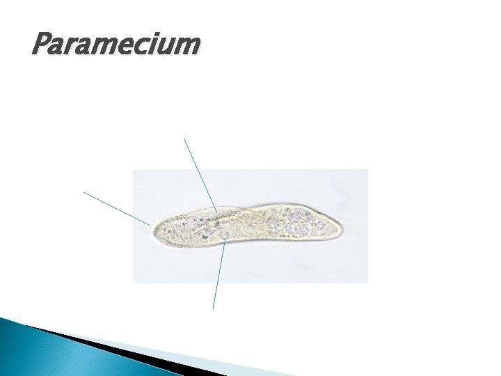 Lesson 11 Exploring Microorganisms DATA Protist Amoeba Euglena